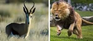 fabula del leon y la gacela | Pateando el mundo